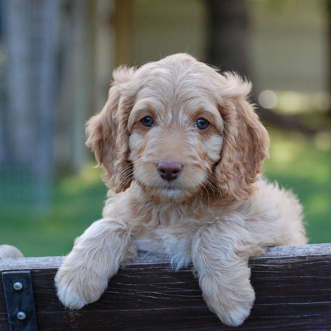 Adopt an Australian Labradoodle - Canadoodles