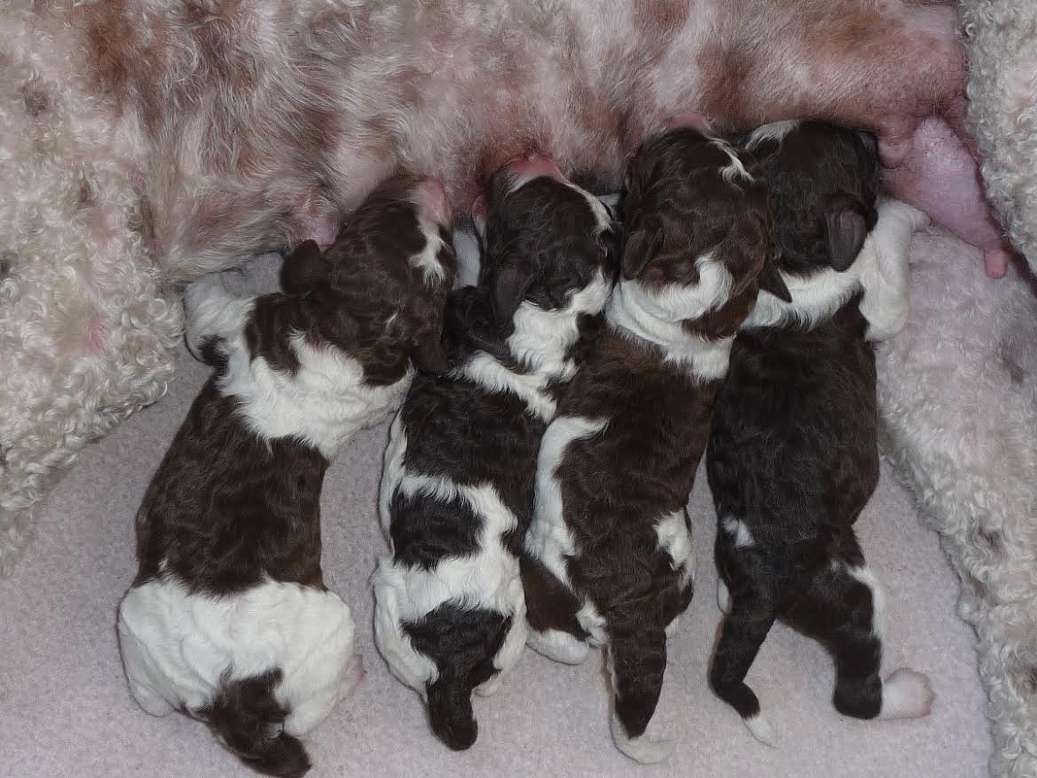 Pricing and Warranty - Canadoodle