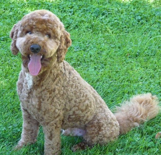 Australian Labradoodle Dads - Canadoodles