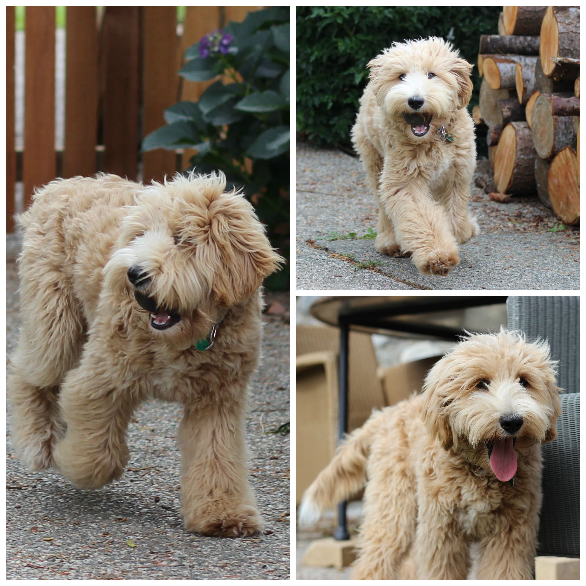 Australian Labradoodle Dads - Canadoodles